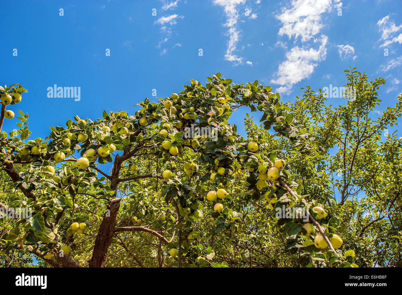 Albero di melo hi-res stock photography and images - Alamy