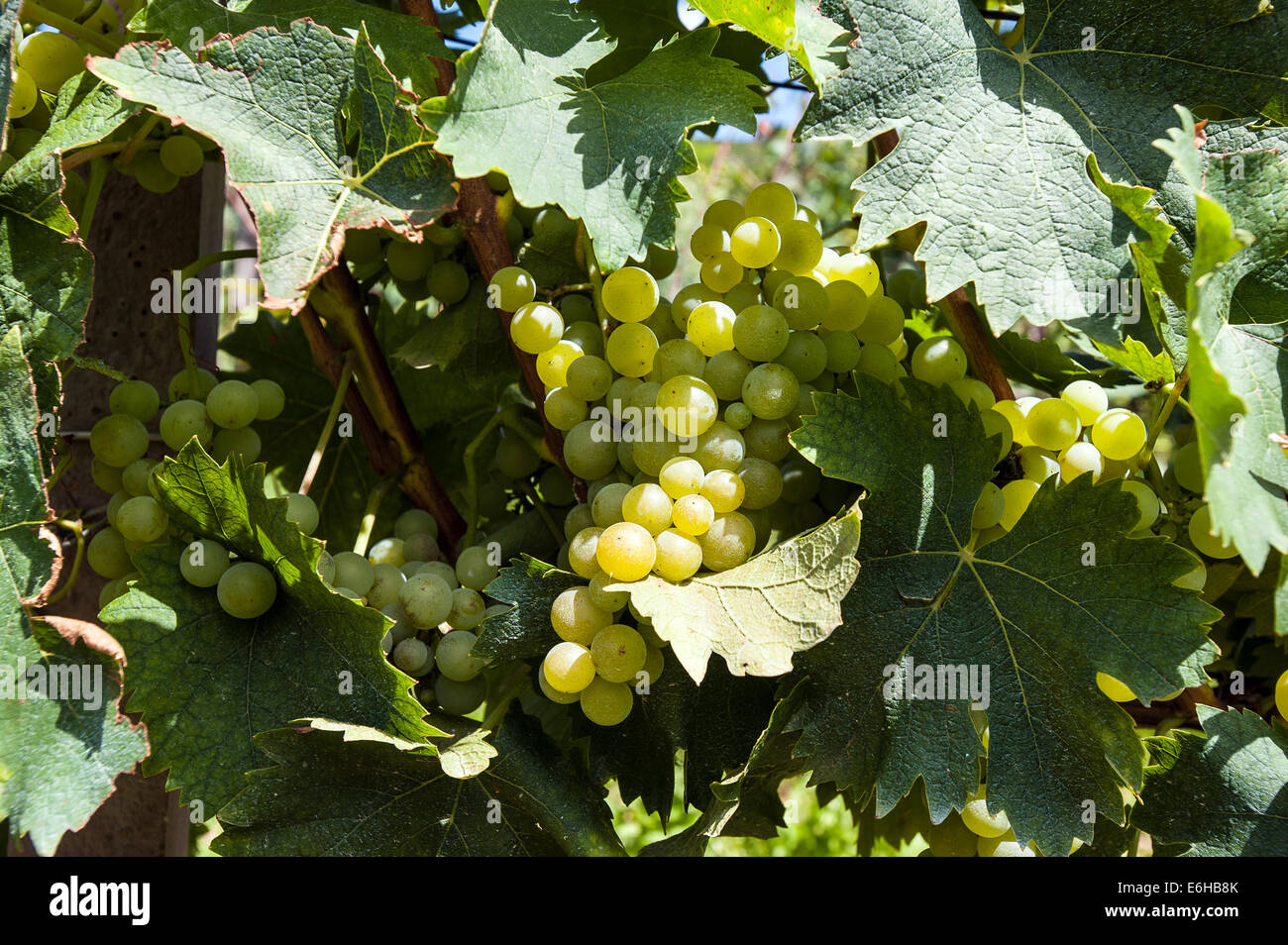 Moscato grape hi-res stock photography and images - Alamy