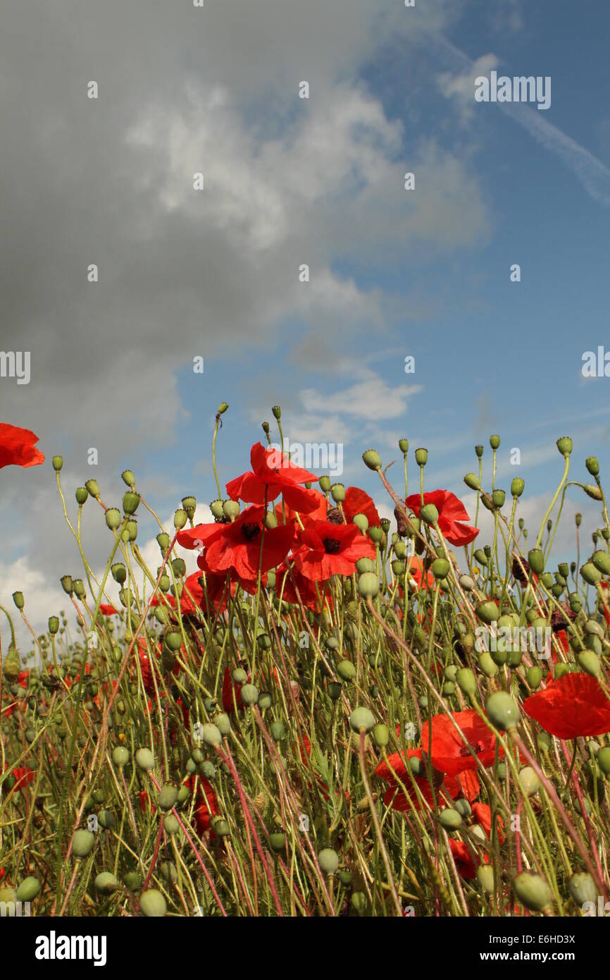 Tall Poppy Stock Photos & Tall Poppy Stock Images - Alamy