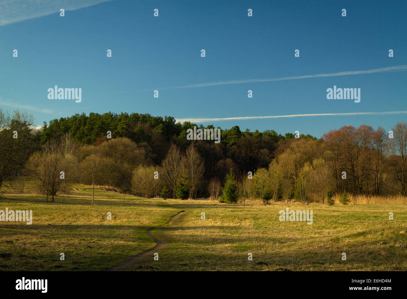 Spring in the parks and forests of Europe Stock Photo - Alamy