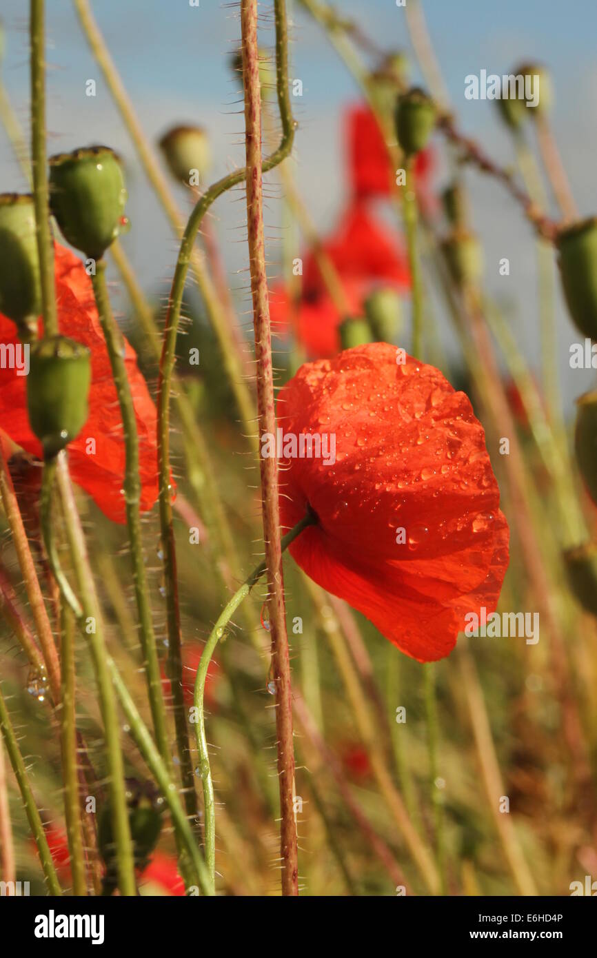 Dead poppy head hi-res stock photography and images - Alamy