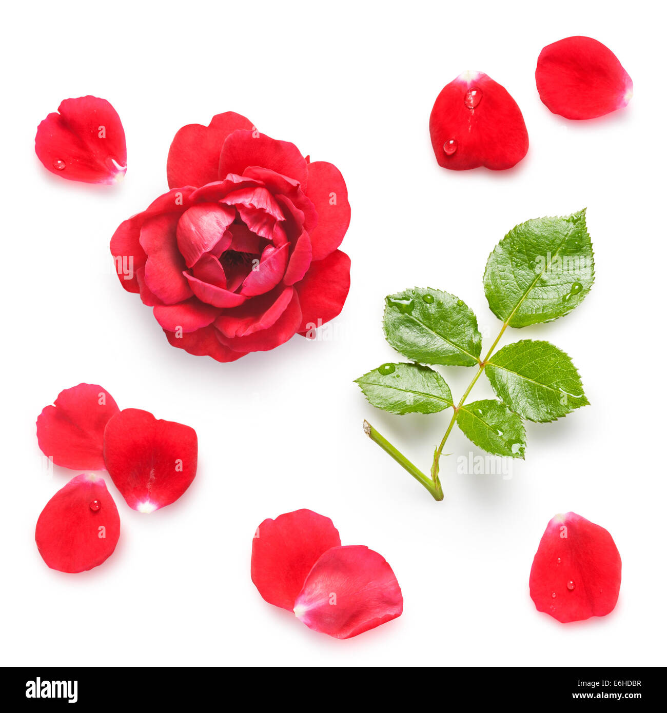 Red rose. Flower head, stem, leaves and petals collection on white ...
