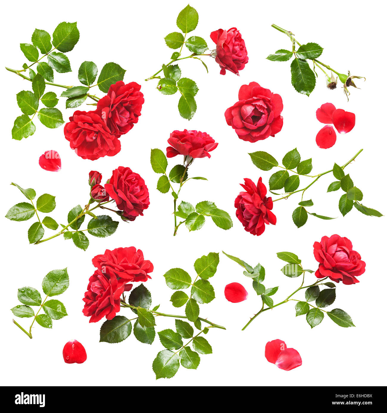 Climbing Roses Clipart Images