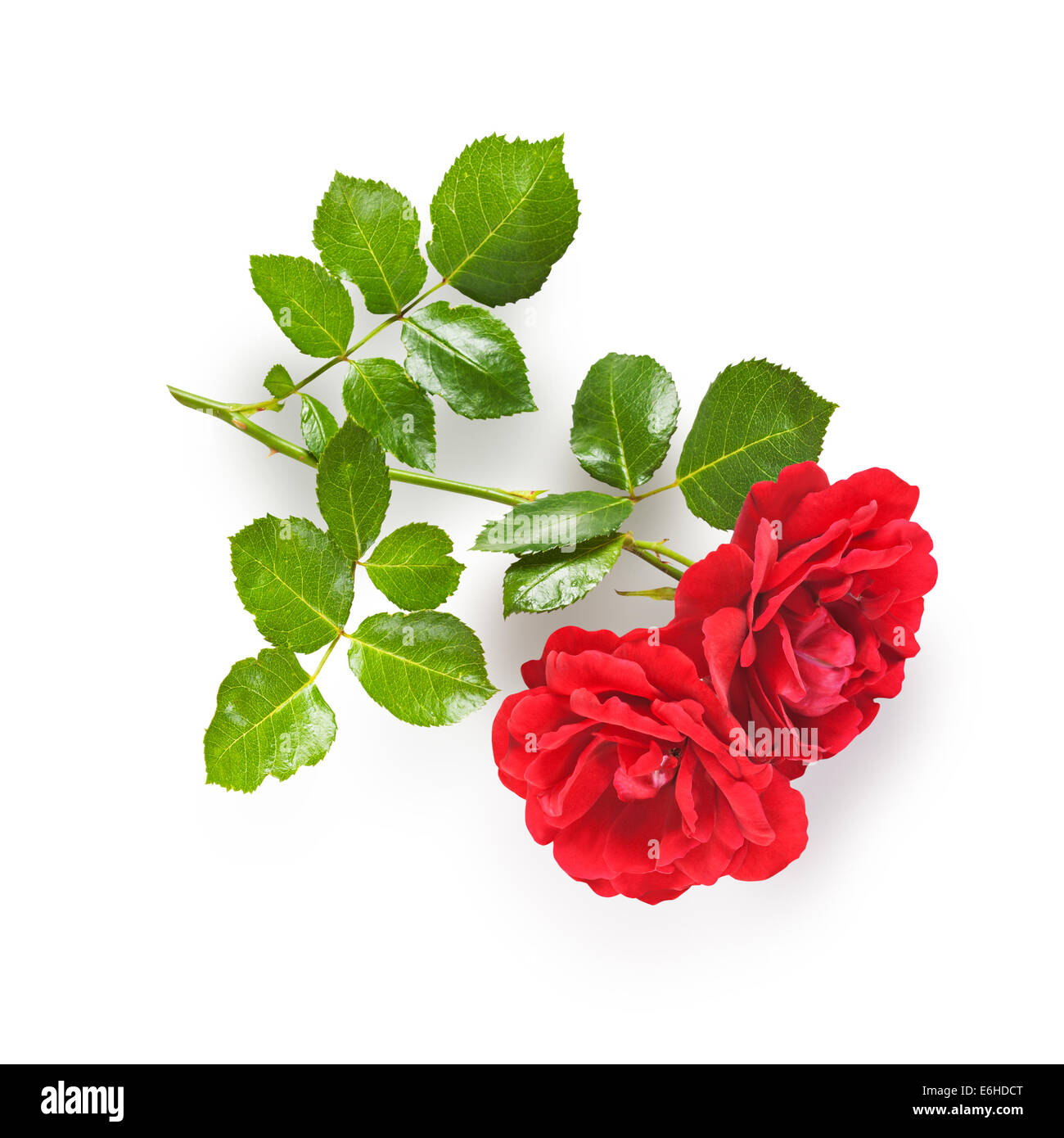 Red rose flower with stem and leaves. Climbing roses in summer garden ...