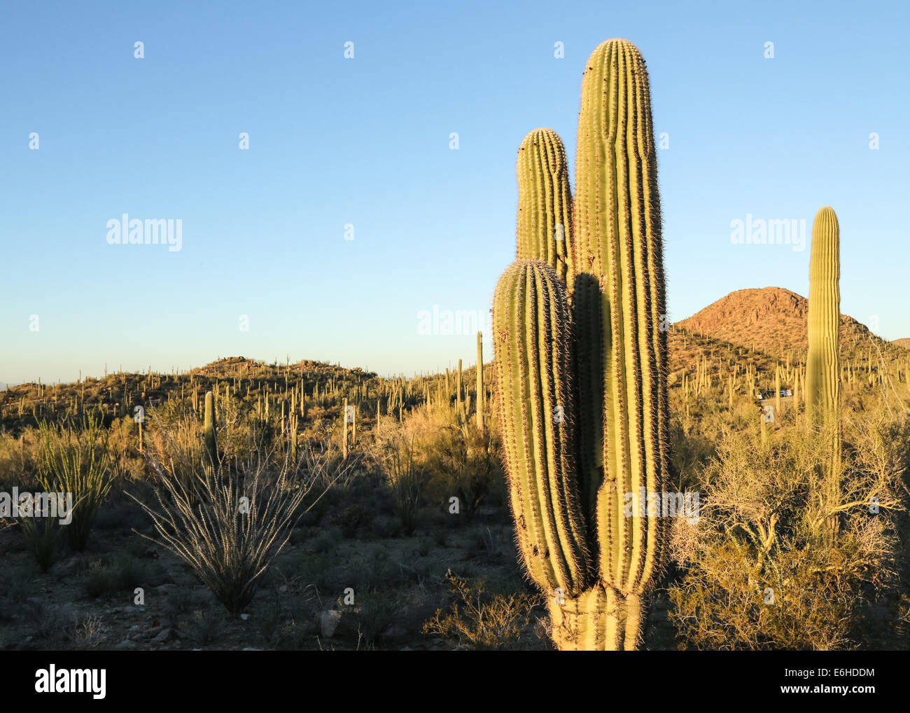 Arizona's Saguaro National Park Stock Photo - Alamy