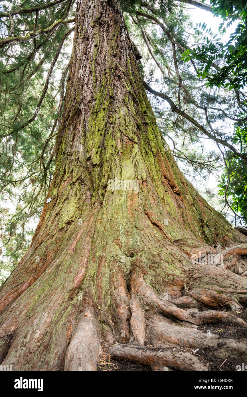 Trunk of a huge giant redwood tree Stock Photo - Alamy
