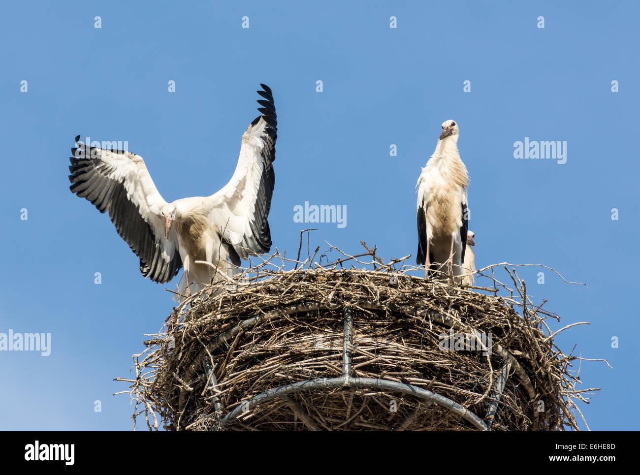 Nest two young storks hi-res stock photography and images - Alamy