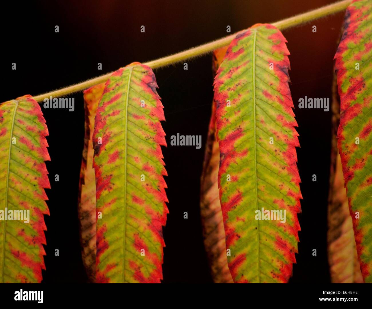 a row of colourful leaves in autumn Stock Photo - Alamy