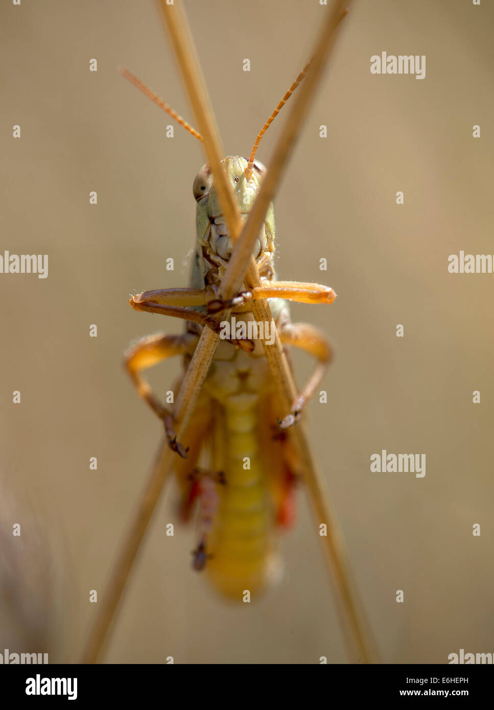 Crossed grass stems hi-res stock photography and images - Alamy