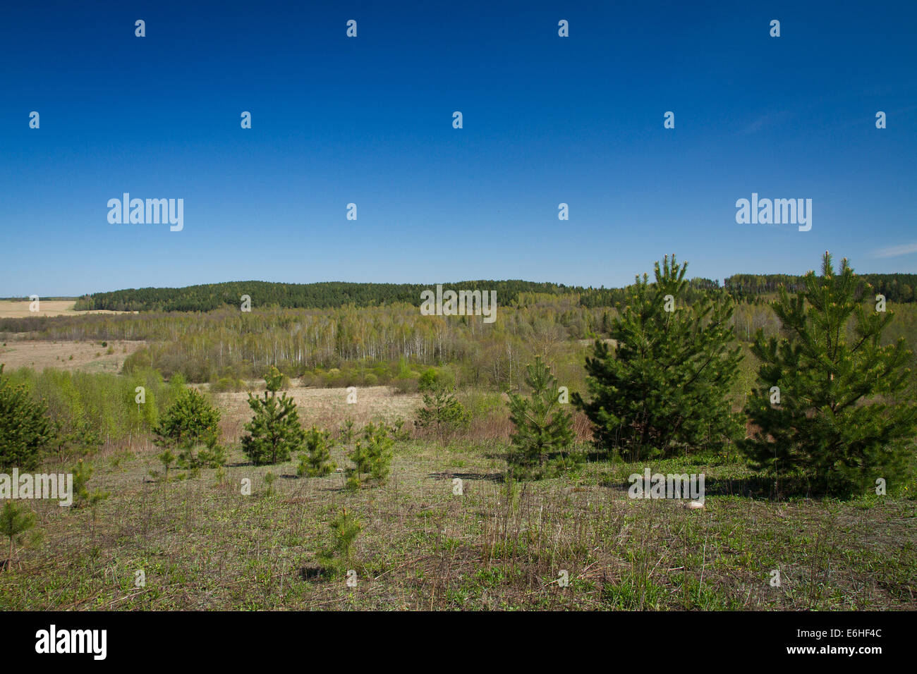 Alaska woods and hills Stock Photo - Alamy