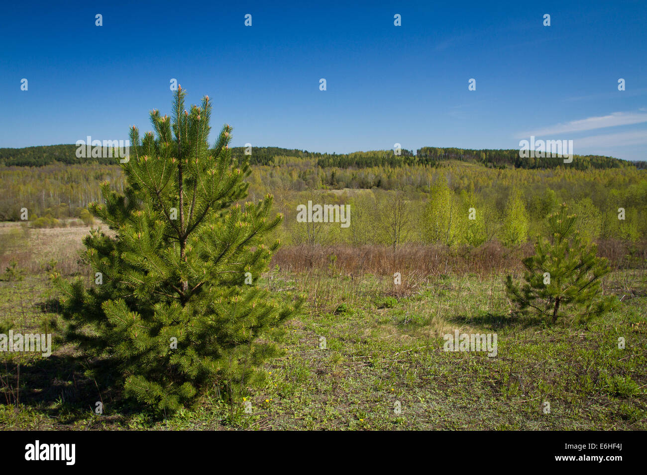 Alaska woods and hills Stock Photo - Alamy