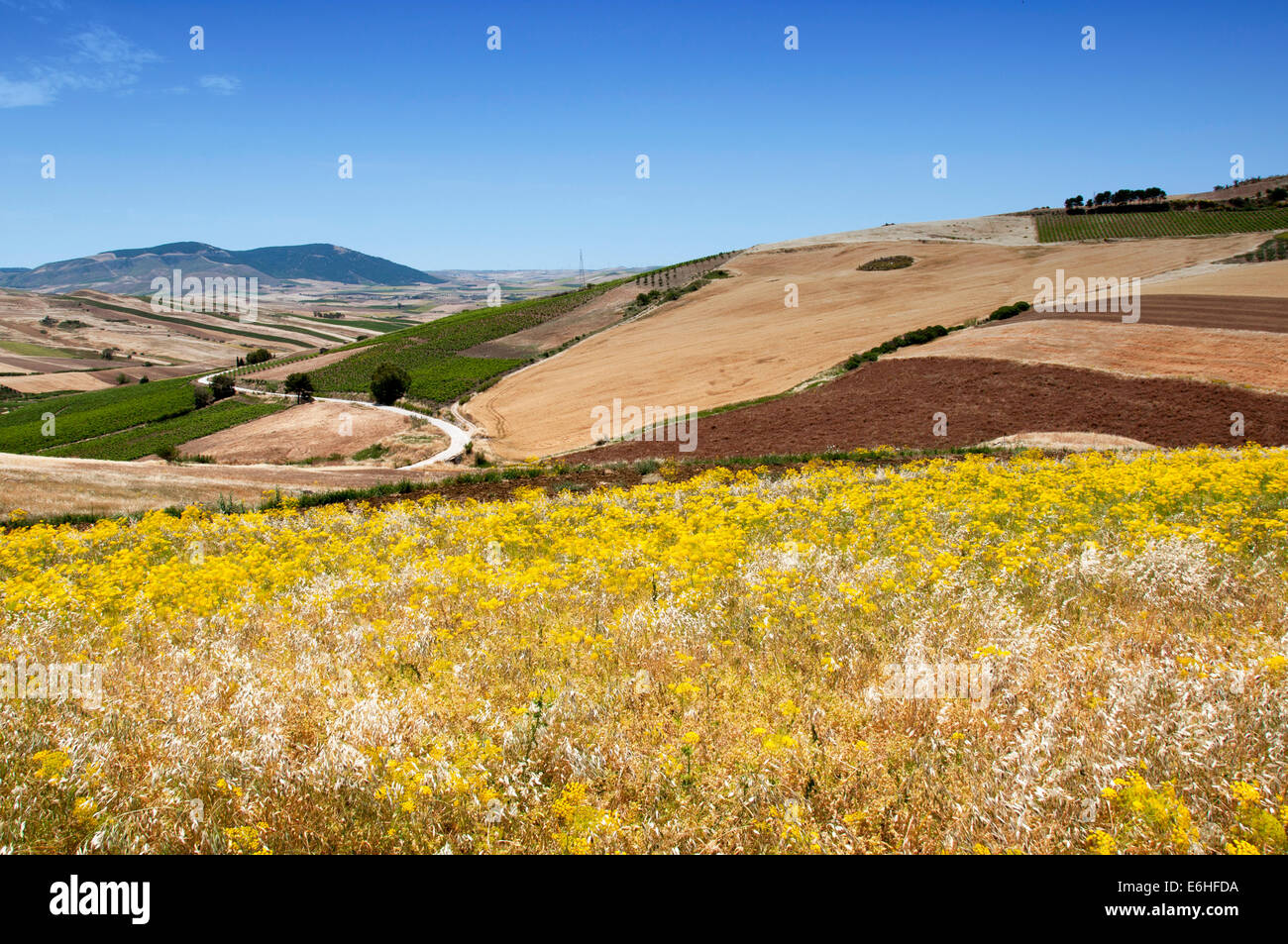 Tuscan wine fields hi-res stock photography and images - Alamy