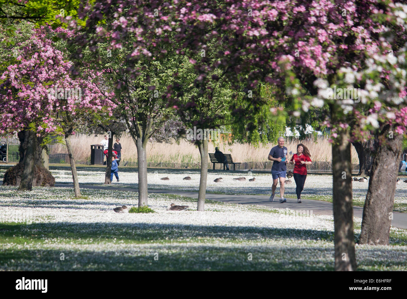 Spring scene in the Regent's Park with senior man and younger woman ...
