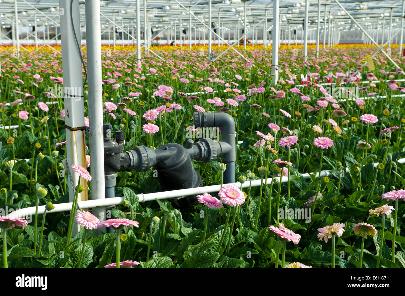 pumping installation in a greenhouse for the cultivation of flowers in ...