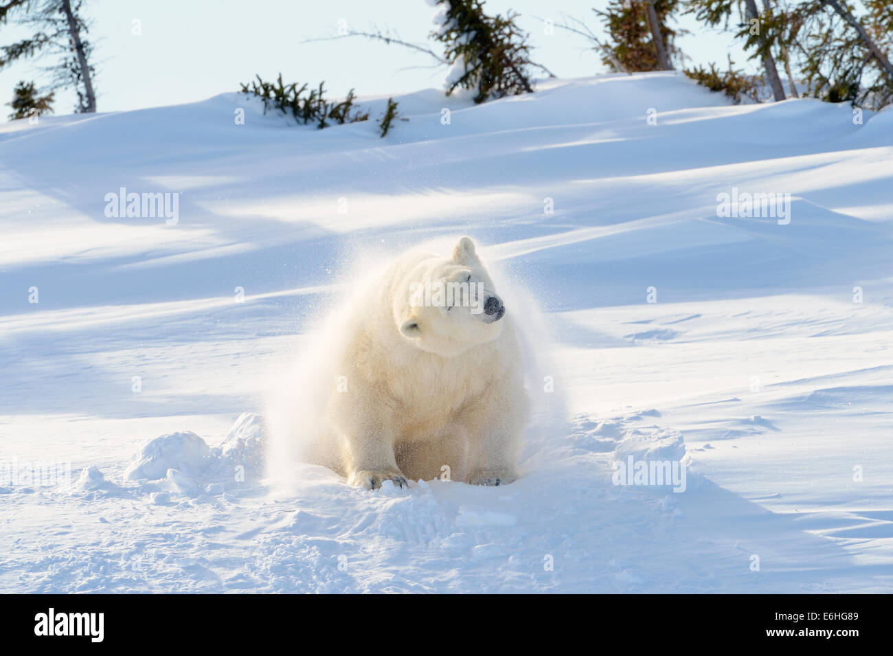 Polar bear (Ursus maritimus) mother shaking snow from her back next to ...