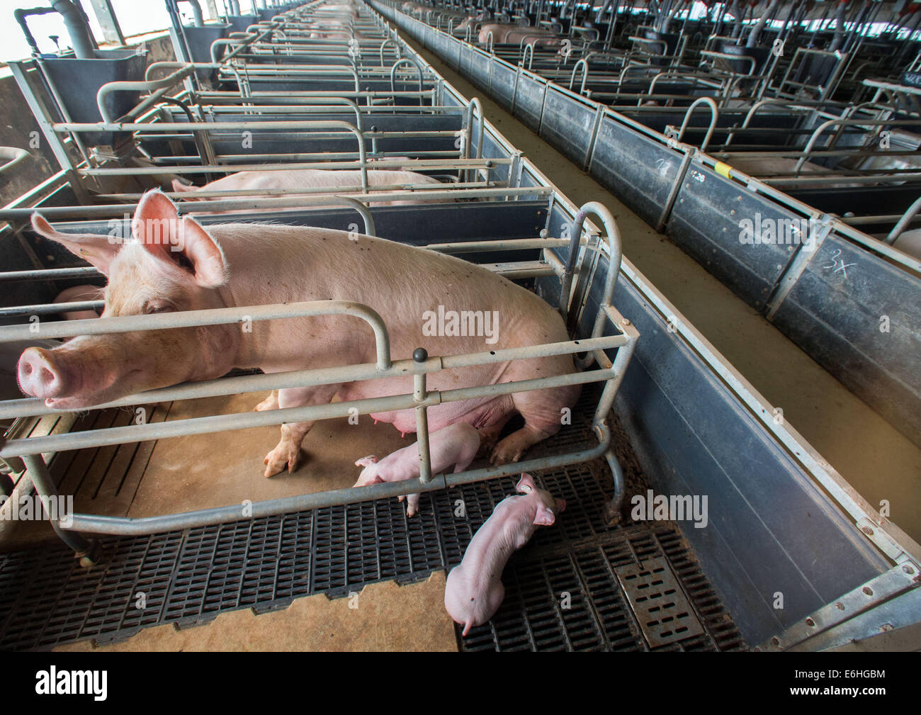 Farrowing hi-res stock photography and images - Alamy