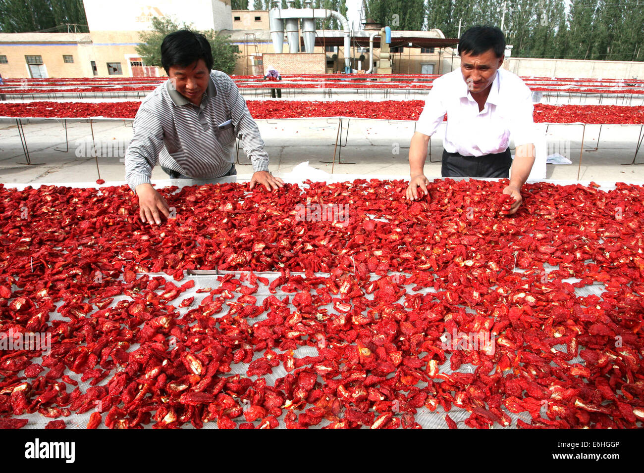 Farmers harvest tomatoes put hi-res stock photography and images - Alamy