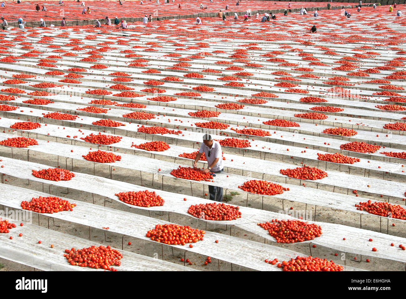 Farmers put harvested tomatoes hi-res stock photography and images - Alamy