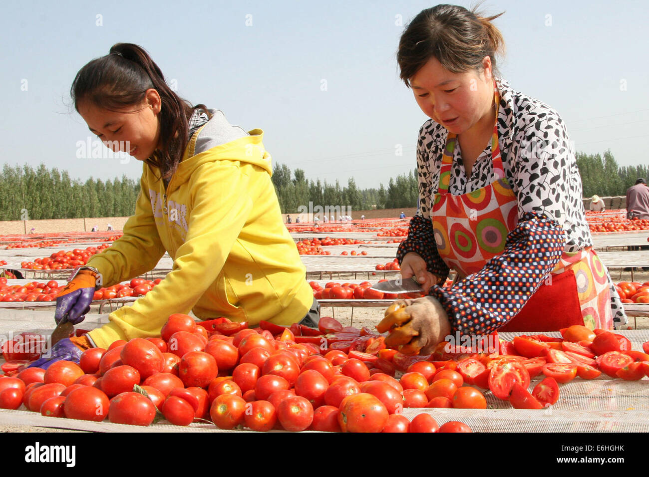 Farmers put harvested tomatoes hi-res stock photography and images - Alamy