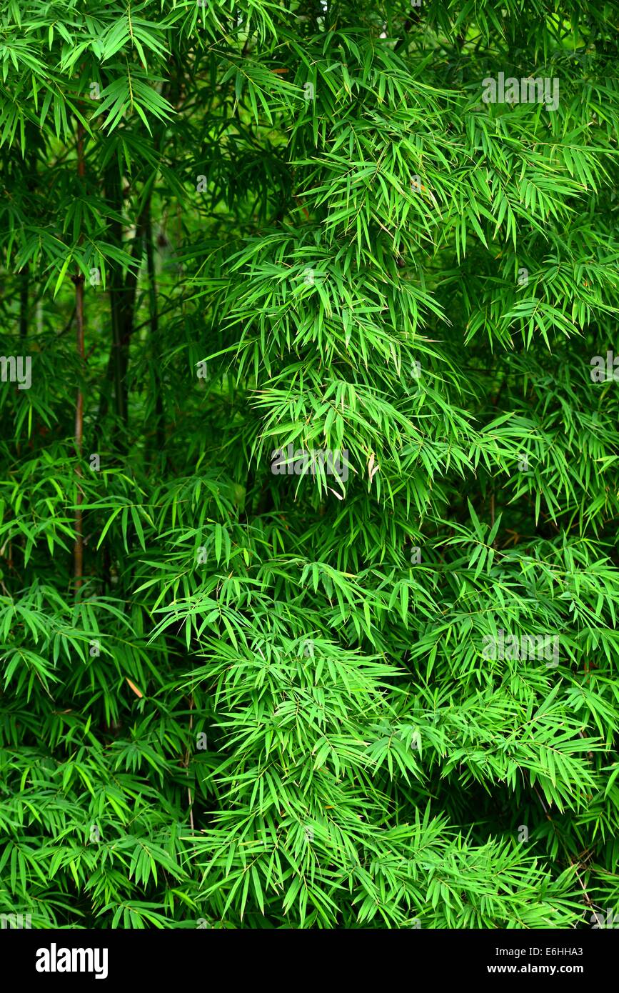 branches of bamboo leaves Stock Photo - Alamy