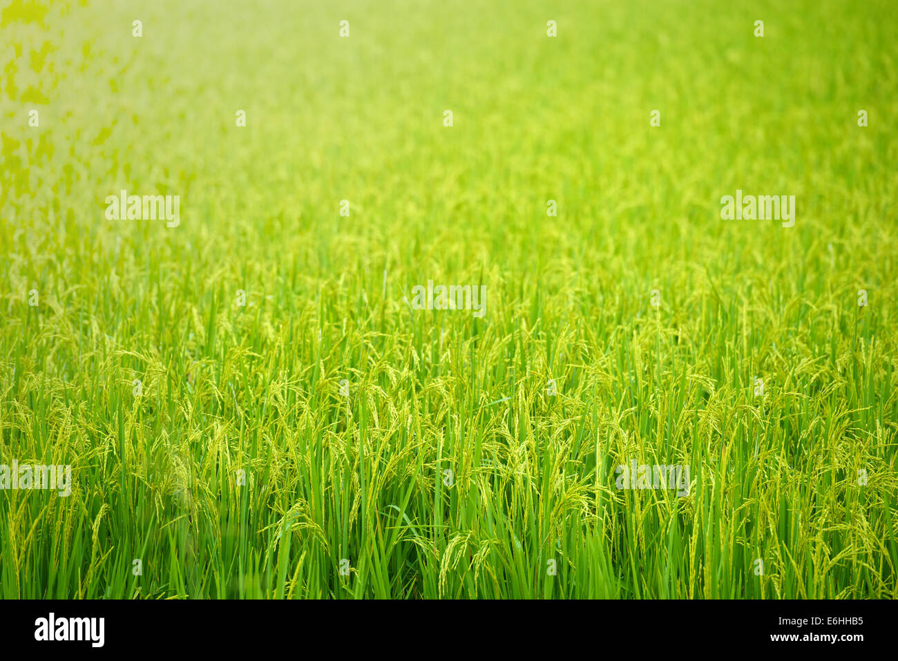 Grain field traditional hi-res stock photography and images - Alamy