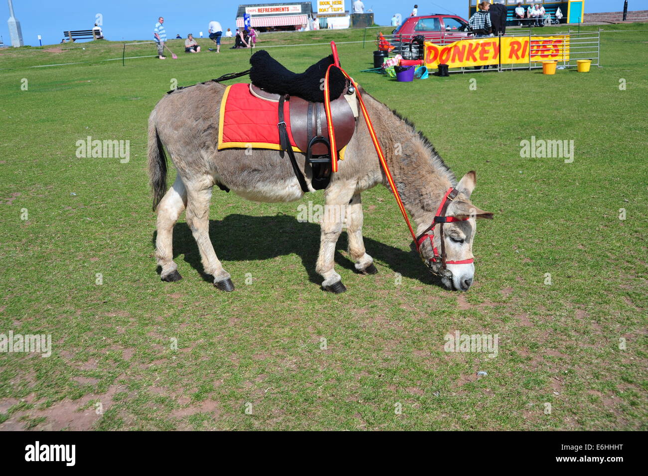 Donkey Rides High Resolution Stock Photography and Images - Alamy