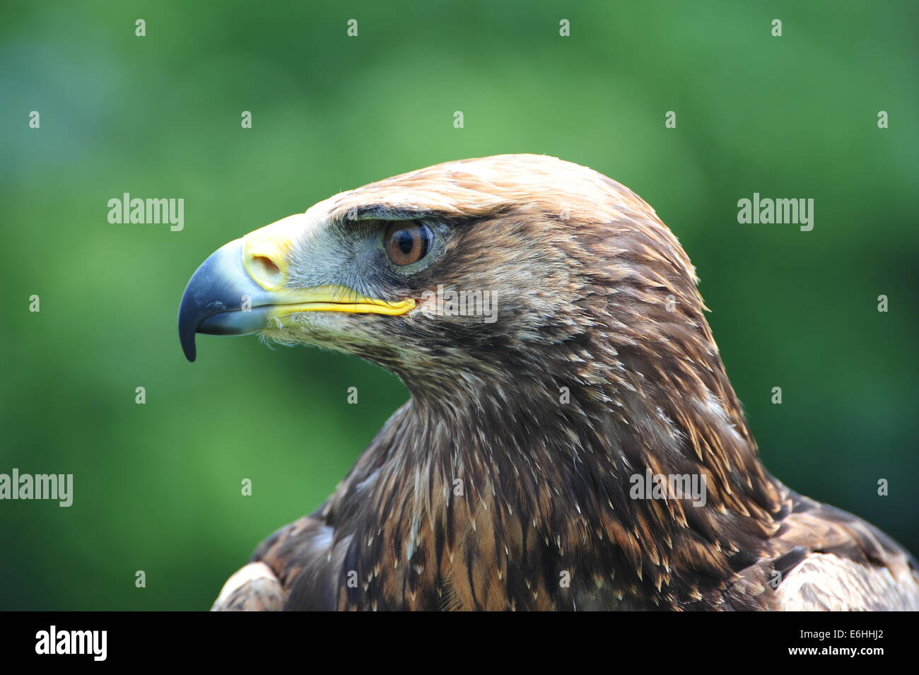 Golden eagle talons close hi-res stock photography and images - Alamy