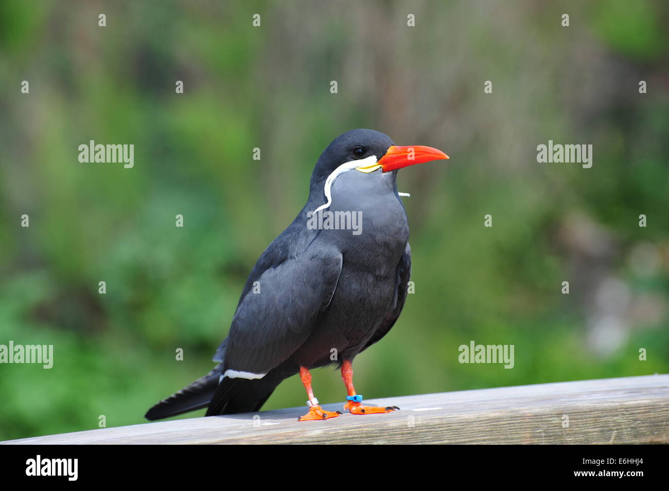 Inca tern larosterna inca captive hi-res stock photography and images ...