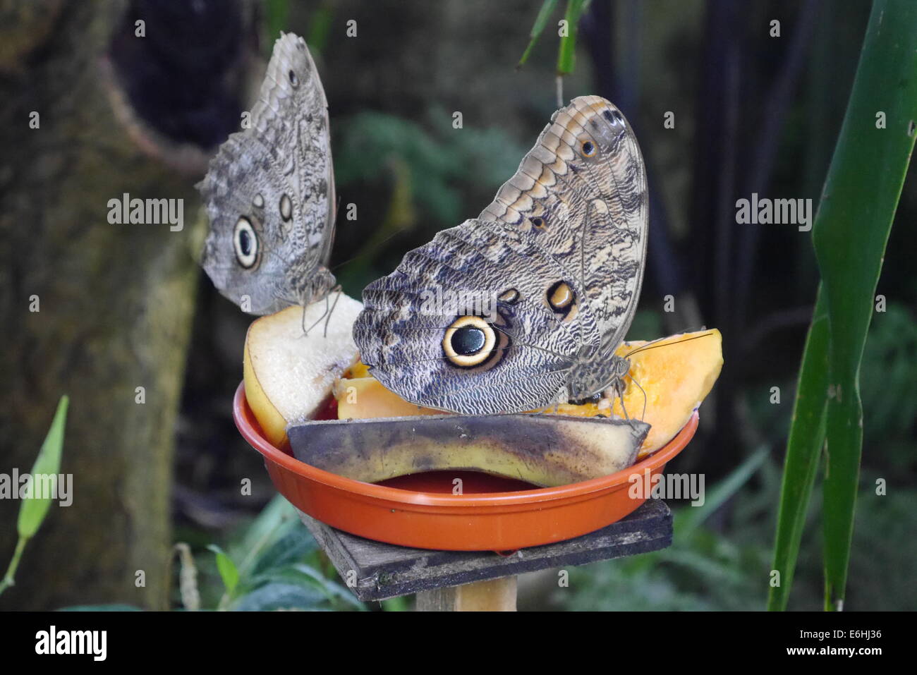 animals and wild life Stock Photo - Alamy