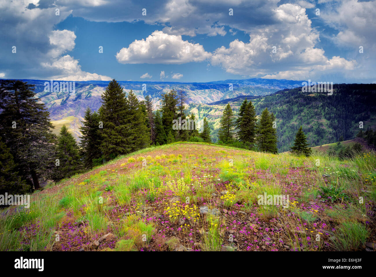 Wildflowers and clouds. Hell's Canyon Overlook, Oregon Stock Photo - Alamy