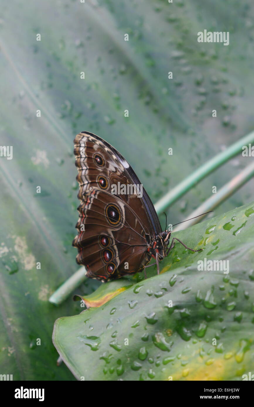 animals and wild life Stock Photo - Alamy