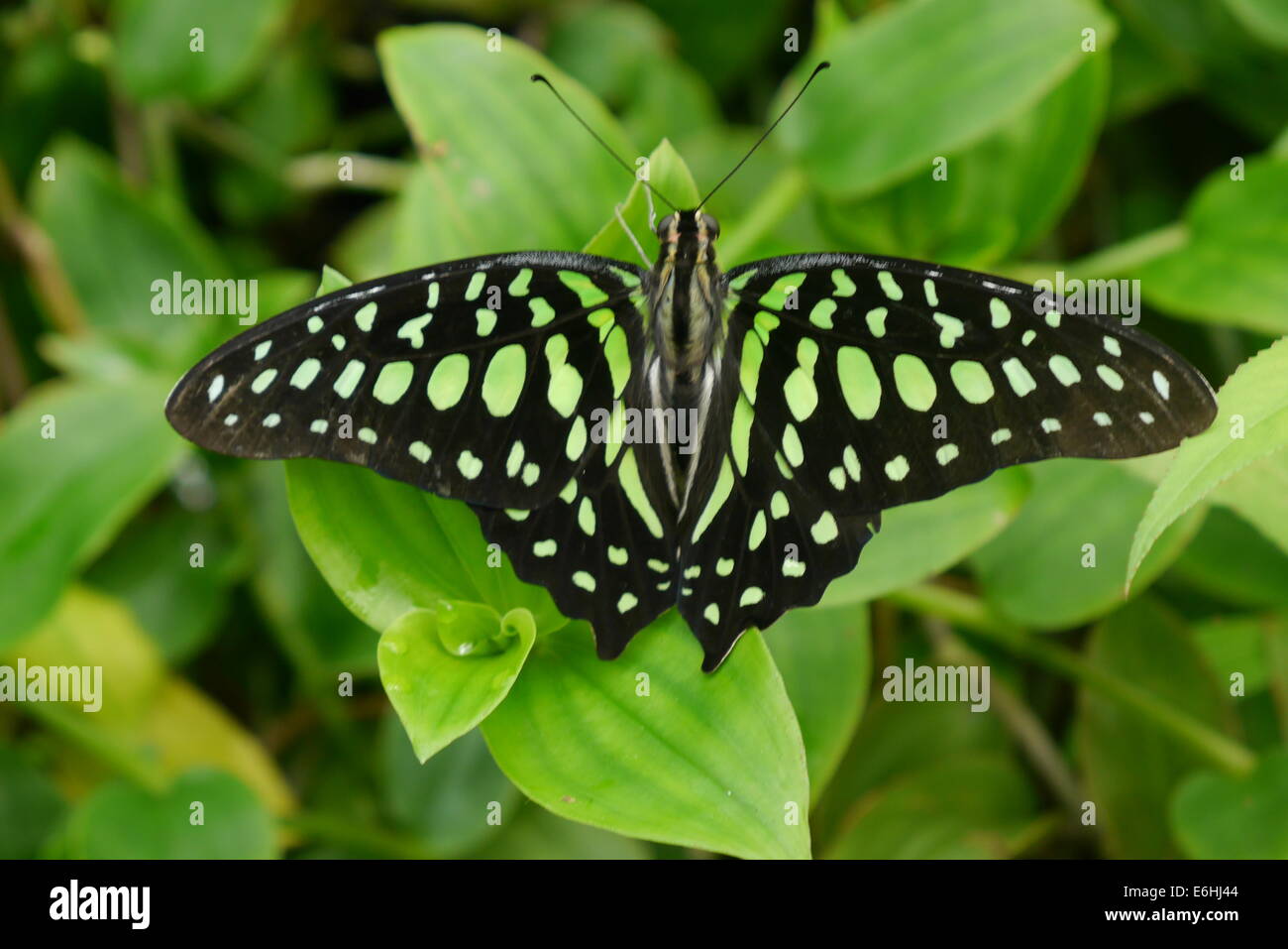 animals and wild life Stock Photo - Alamy