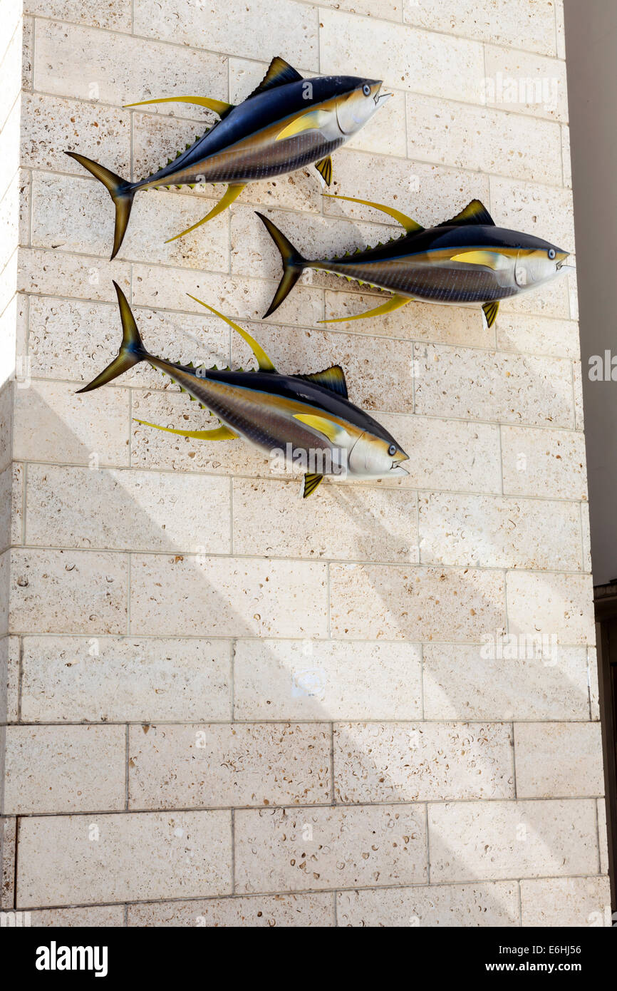 Yellowfin Tuna (Thunnus albacares) mounted on stone wall at IGFA ...