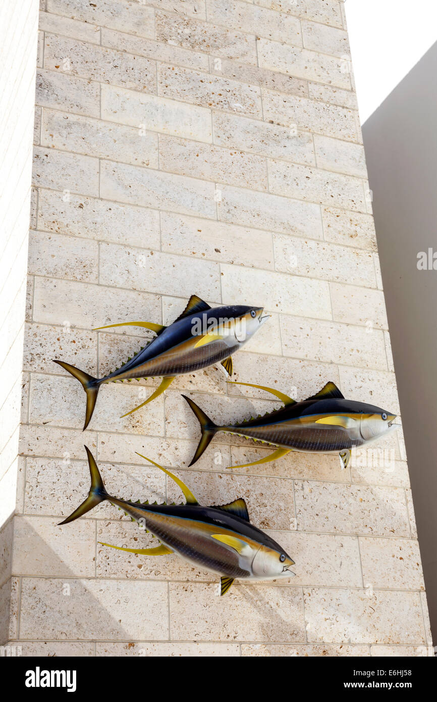 Yellowfin Tuna (Thunnus albacares) mounted on stone wall at IGFA ...