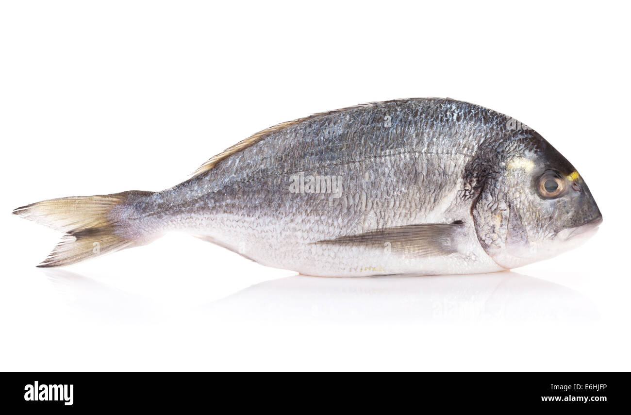 Fresh dorado fish. Isolated on white background Stock Photo - Alamy