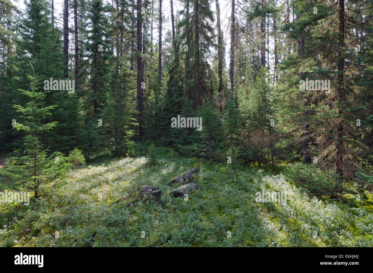 Sunny forest in Obatanga Park Stock Photo - Alamy