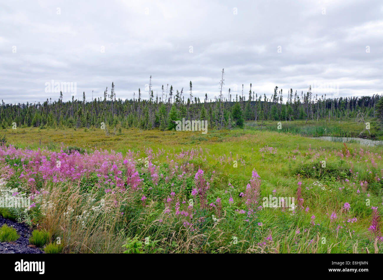 Forest and marsh landscape north of Superior Lake Stock Photo - Alamy