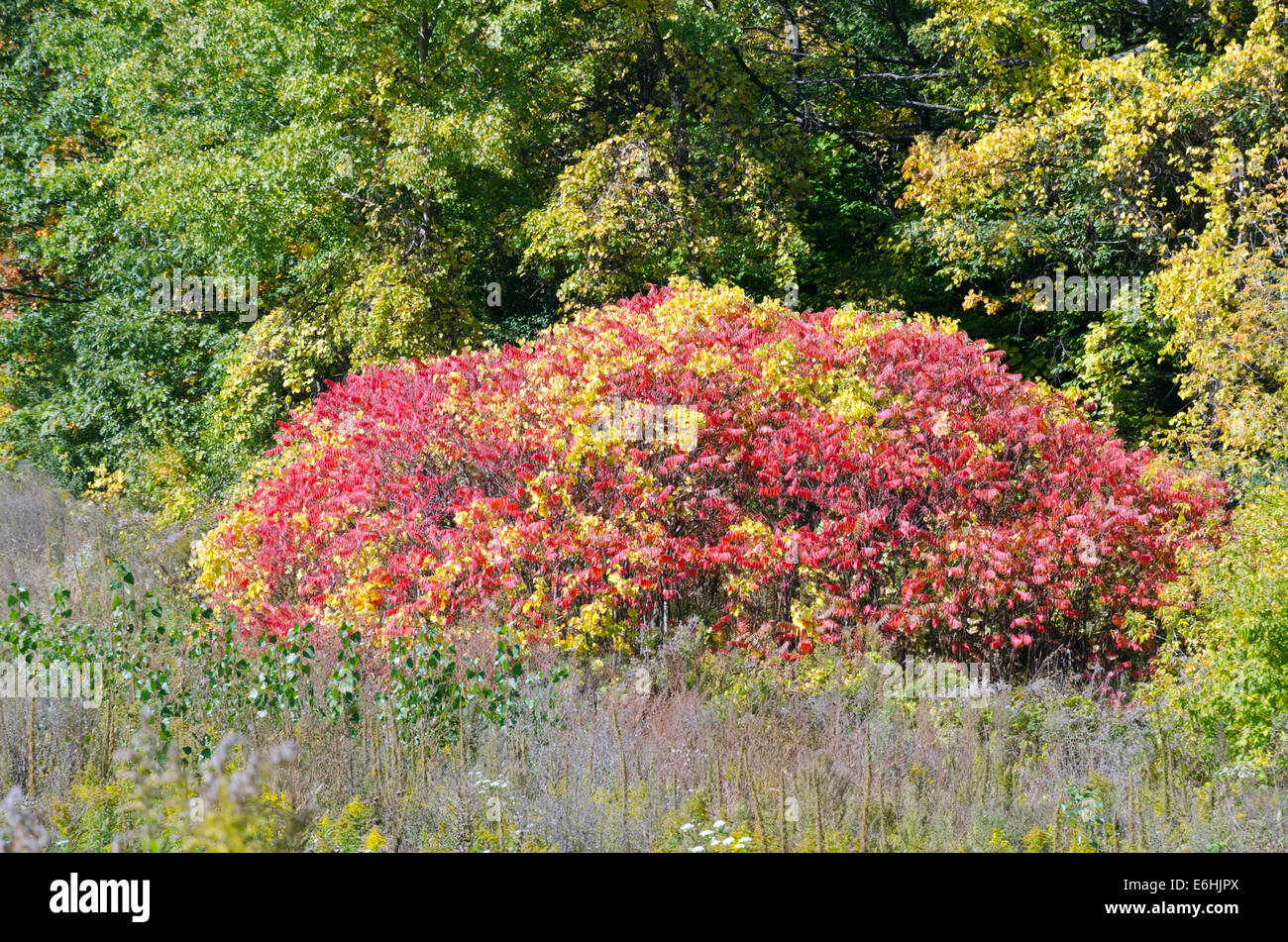 Fall's colorful trees in park. Ontario, Canada Stock Photo - Alamy