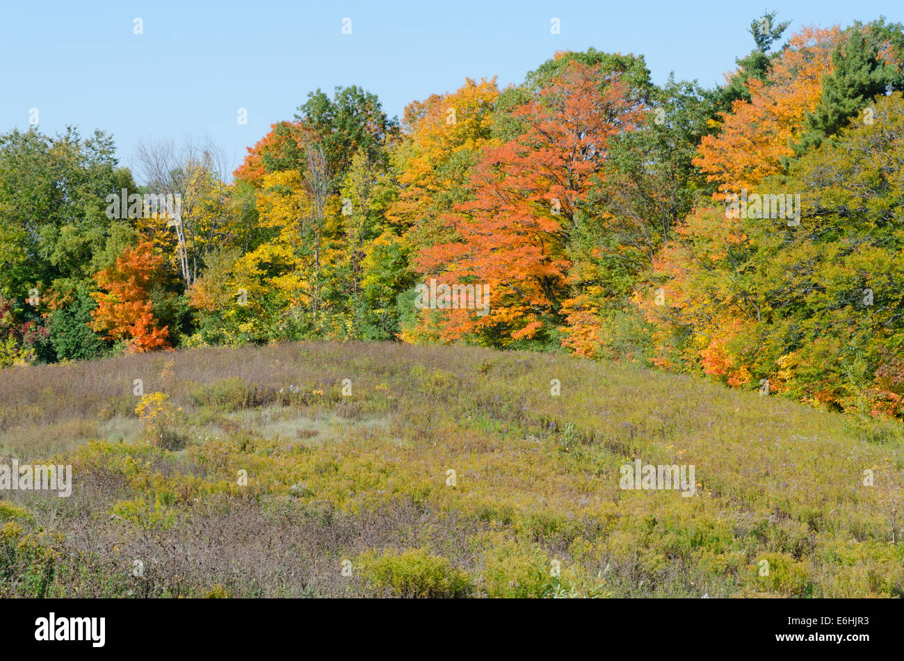 Fall's colorful trees in park. Ontario, Canada Stock Photo - Alamy