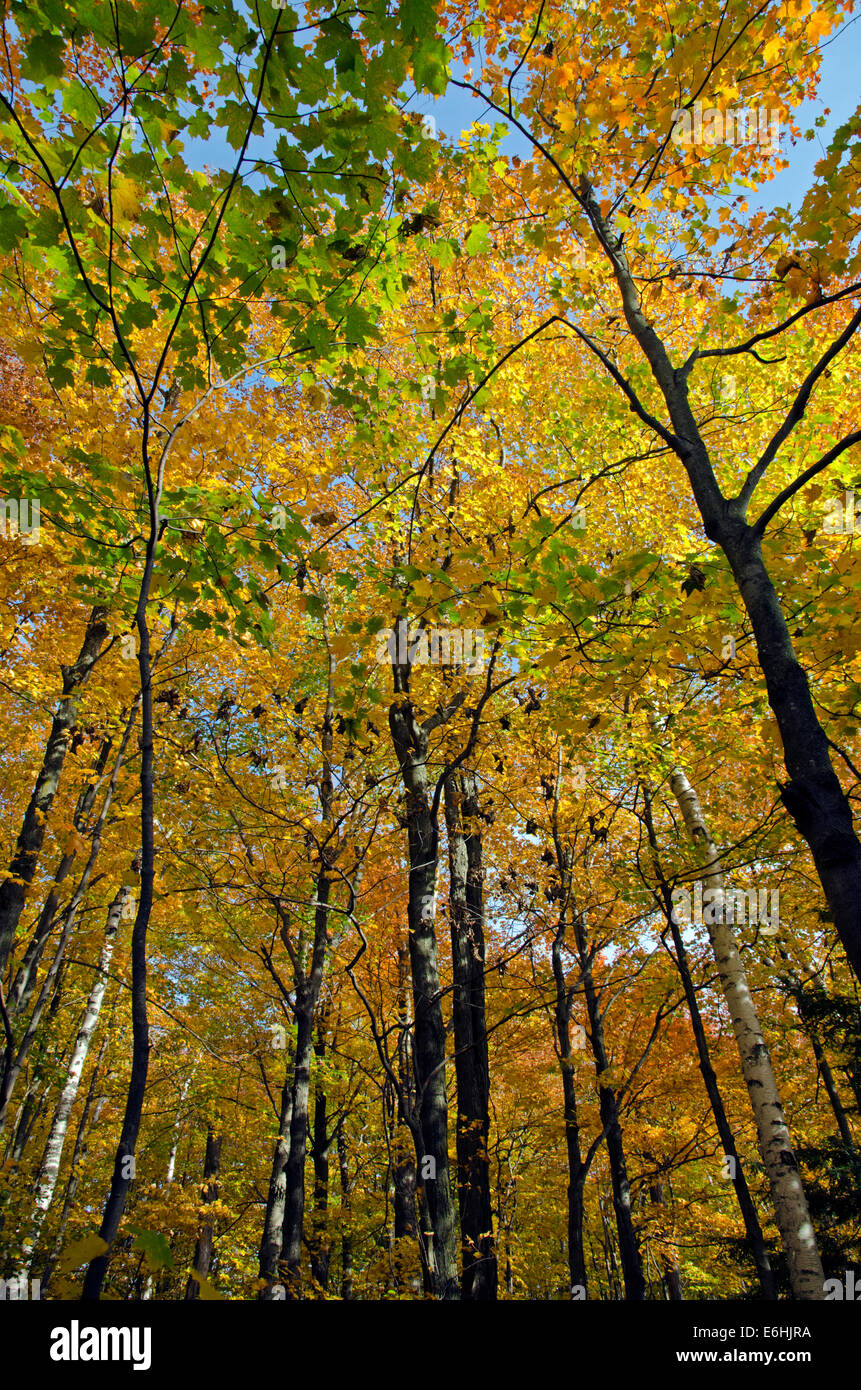 Beautiful autumn fall forest scene with vibrant colors. Mono cliffs ...