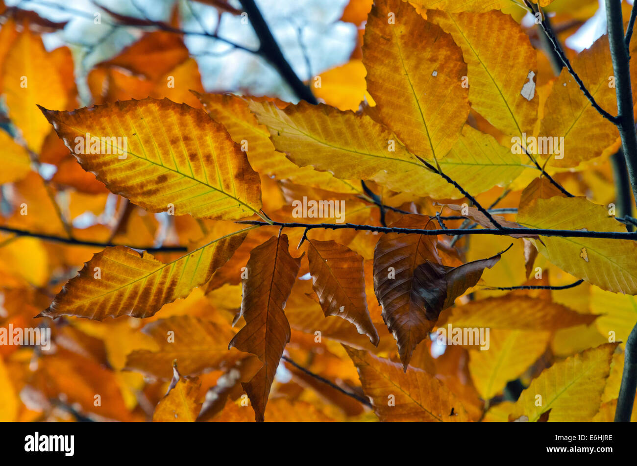 Fall's colorful trees in park. Ontario, Canada Stock Photo - Alamy