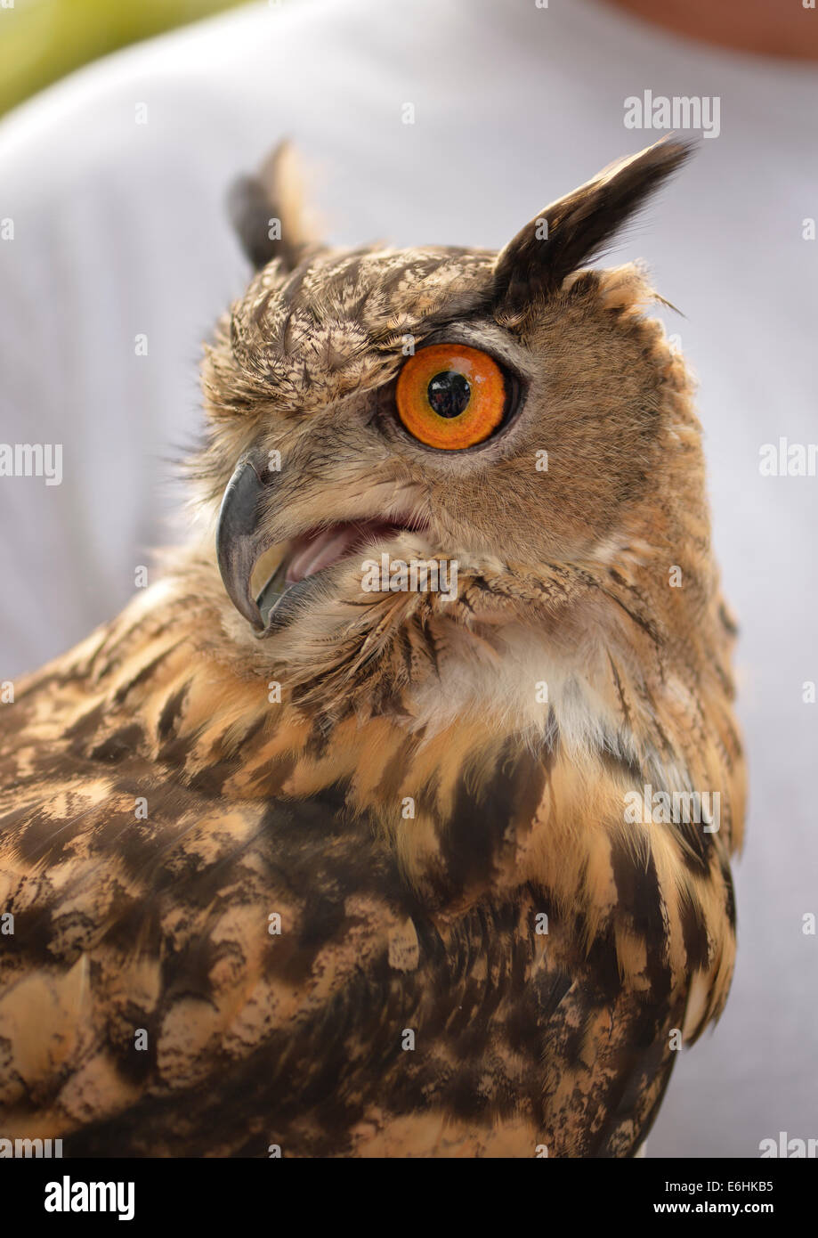 Scottish island owl hi-res stock photography and images - Alamy