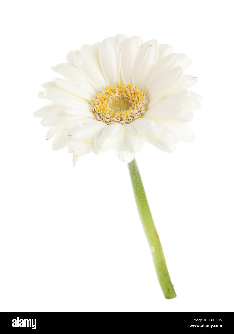 White gerbera flower. Isolated on white background Stock Photo - Alamy