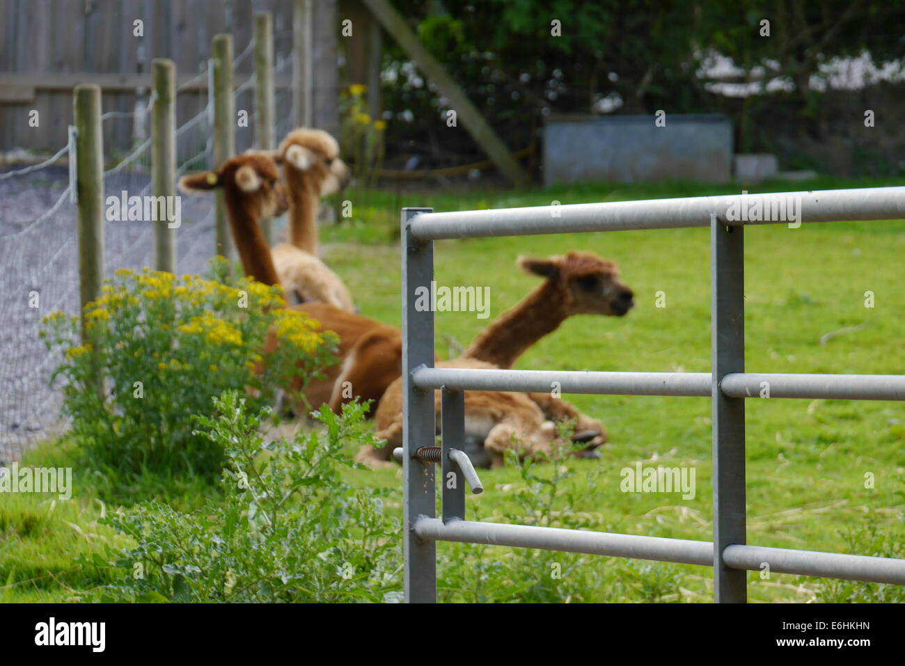 animals and wild life Stock Photo - Alamy