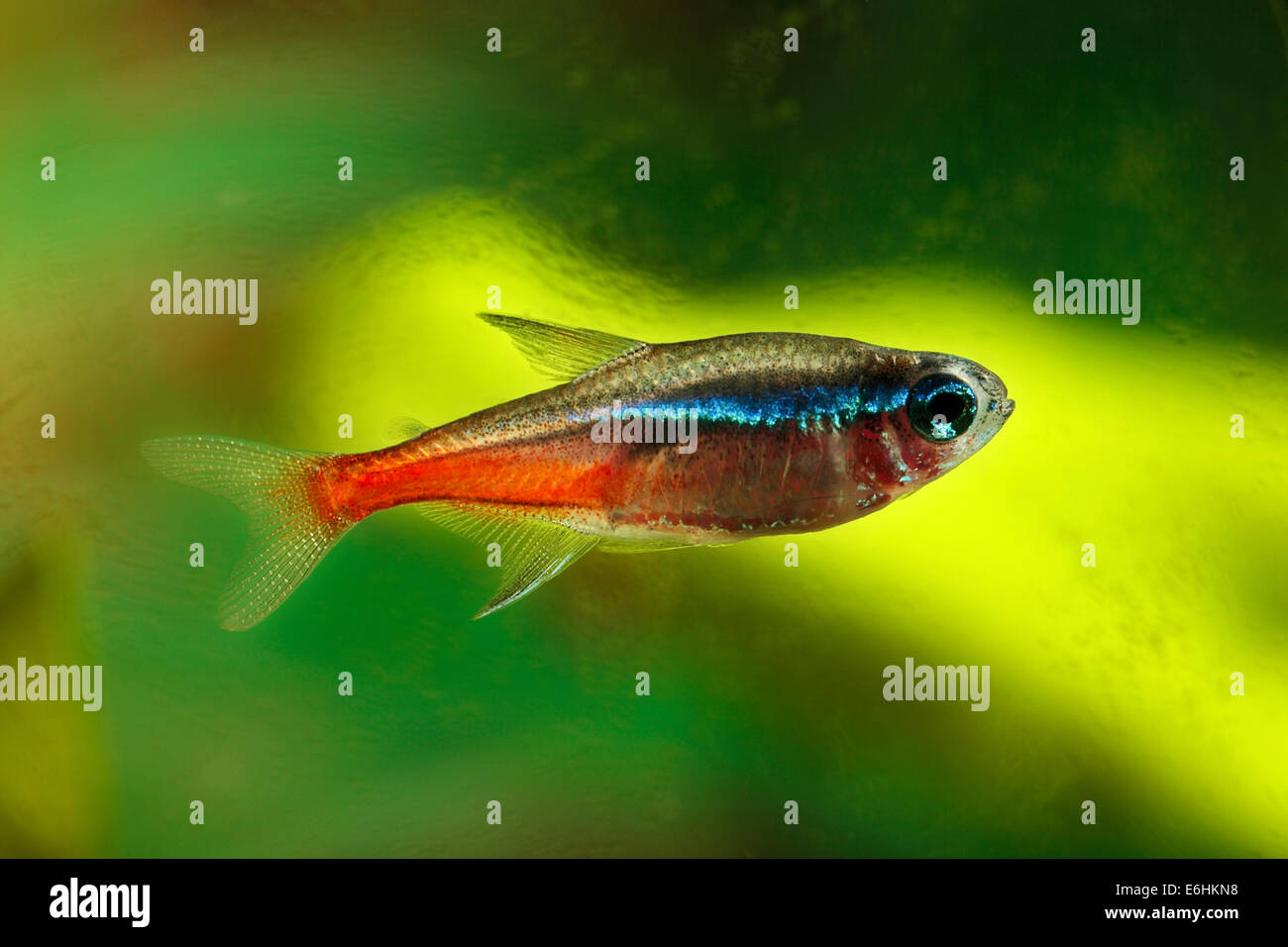Tetra fish hi-res stock photography and images - Alamy