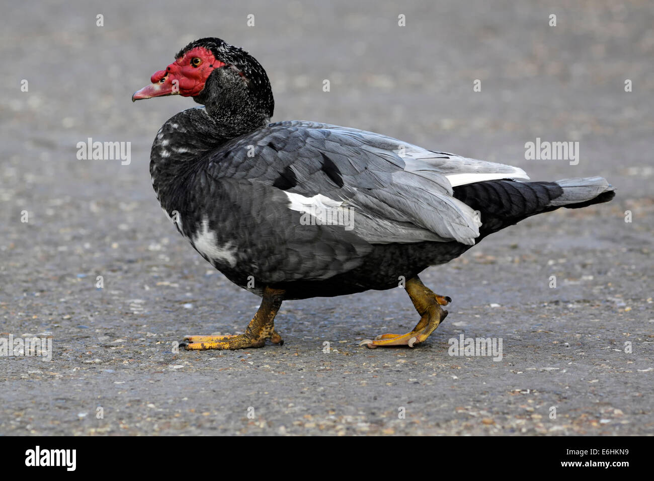 Grey muscovy duck hi-res stock photography and images - Alamy