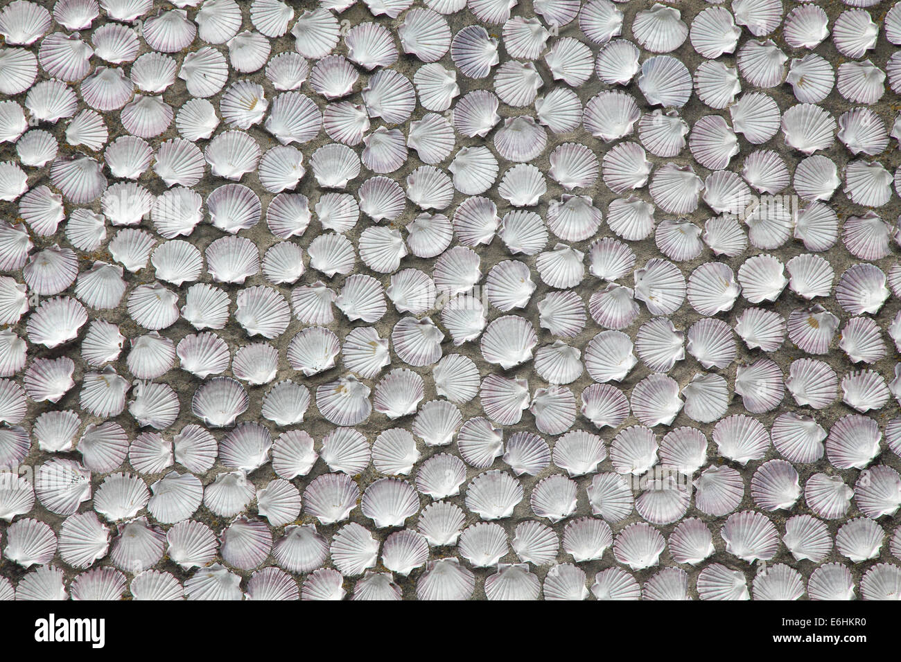 Set of shells hi-res stock photography and images - Alamy