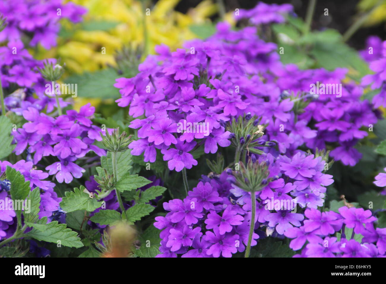 Verbeba hi-res stock photography and images - Alamy
