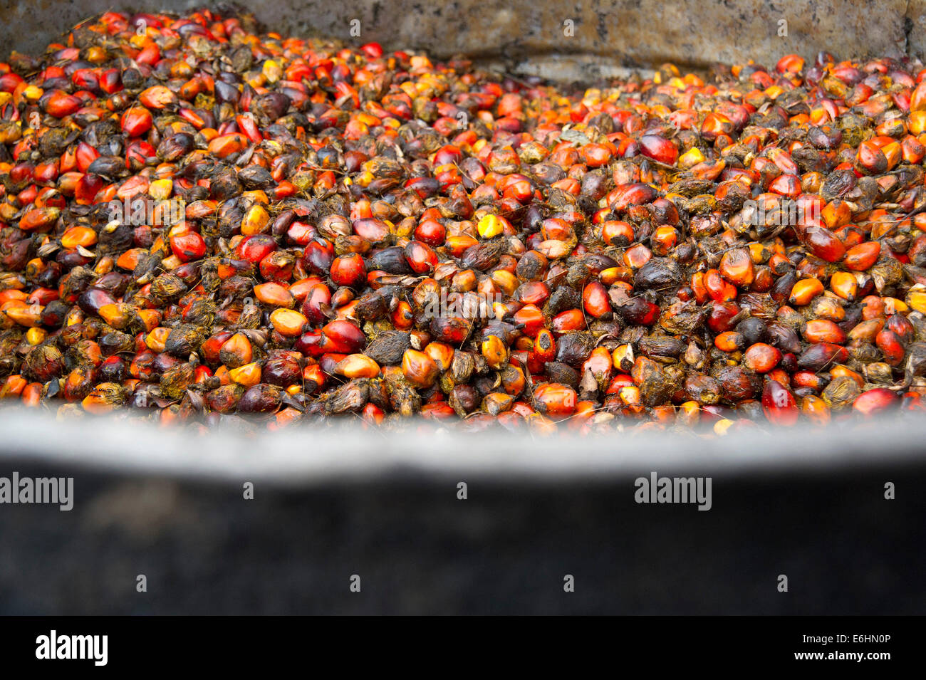 Can with palm oil hi-res stock photography and images - Alamy