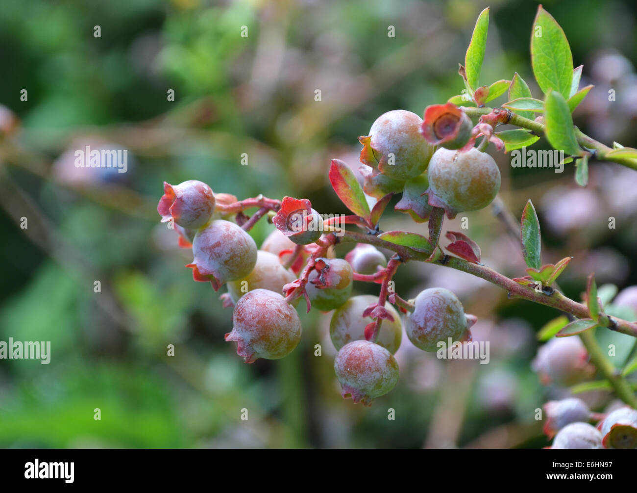 Lowbush hi-res stock photography and images - Alamy